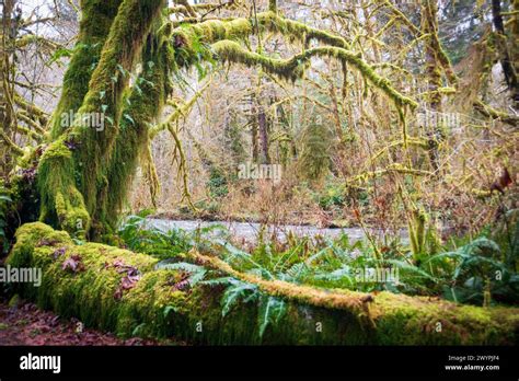 Trail Through The Quinault Rainforest In Olympic National Park