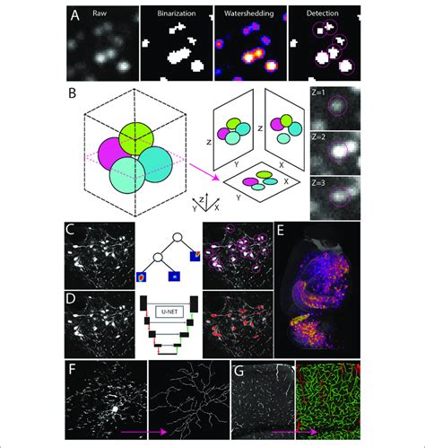 Automated Signal Detection A Cell Detection Pipeline Using