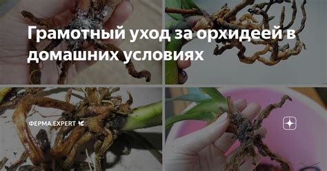 Грамотный уход за орхидеей в домашних условиях Ферма Expert 🌿 Дзен