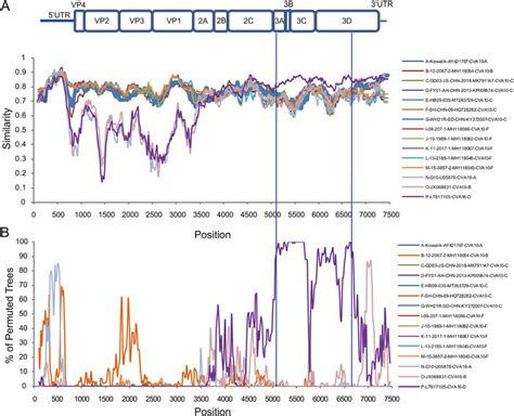 similarity plots and bootscan analysis of cva10 and cva16 using