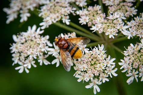 10 000 Free Long Bellied Hoverfly And Long Hair Images Pixabay