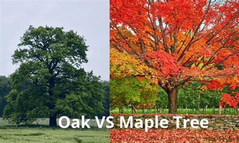 Maple Vs Oak Tree Which Is Best For Your Landscape Woodworking Advisor