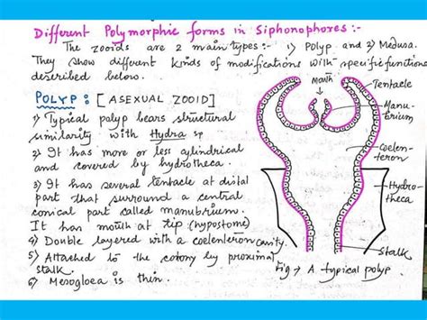 Polymorphism In Siphonophora Pptx