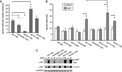 genetic inhibition of mutant ar acetylation ameliorates polyq expanded