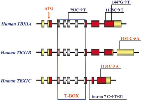 Genomic Representation Of The Three Alternative Isoforms Of The Tbx1
