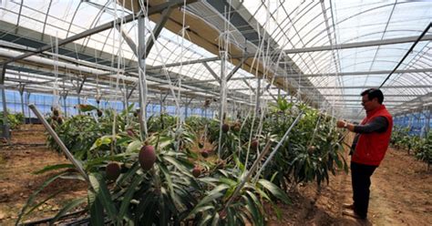 해남서 열대과일의 여왕 애플망고 5월 첫 수확