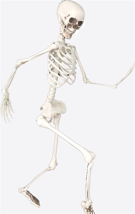 Skelet 90cm Met Beweegbare Ledematen Halloween Decoratie Skeleton