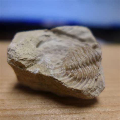 Kettneraspis Trilobite1  Member Collections The Fossil Forum