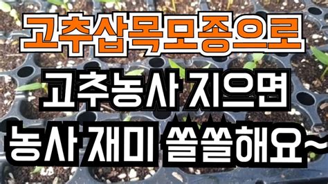 고추삽목 모종으로 고추농사 성공하세요고추모종만들기고추육묘남들보다 더 수확하는 고추삽목모종 소개합니다고추재배고추육묘하는법고추수확고추모종 Youtube