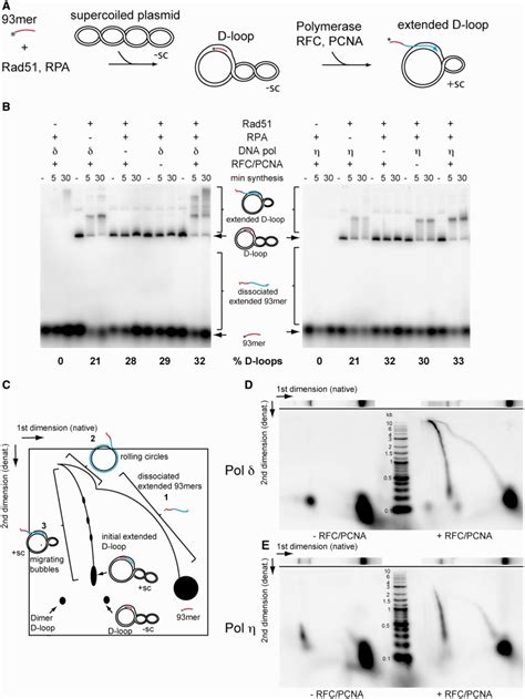 D Loop Formation And Dna Synthesis A Experimental Scheme The