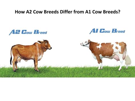 PPT How A2 Cow Breeds Differ From A1 Cow Breeds GFO Farming PowerPoint Presentation ID