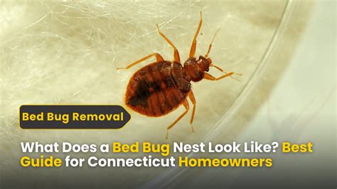 What Does A Bed Bug Nest Look Like Complete Guide 2025
