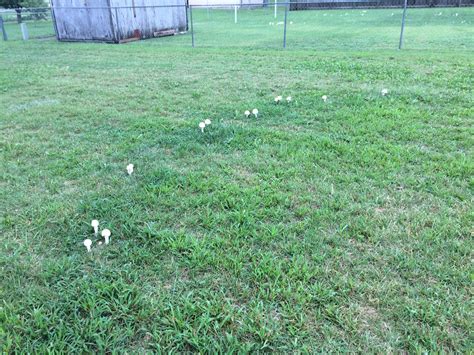 Fungi Thriving In Wet Conditions K State Turf And Landscape Blog