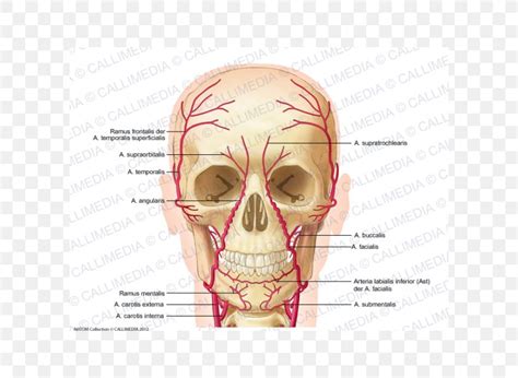 Supratrochlear Artery Anatomy Supraorbital Artery