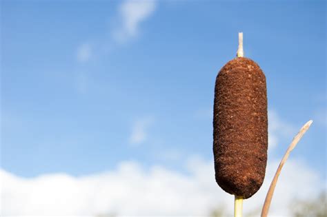 무료 이미지 식물 햇빛 꽃 조명 파란 하늘 맑은 하늘 큰 지구의 분위기 푸른 하늘에 대 한 갈 대 여름