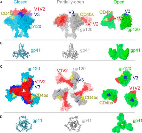 hiv envelope structure
