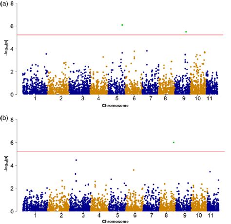 Manhattan Plot Of Single Nucleotide Polymorphism Markers Generated By