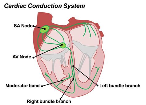 Advanced Cardiac Conduction Embryology