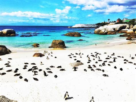 Cape Town şehir Rehberi Yemek Eğlence Alışveriş Ve Konaklama
