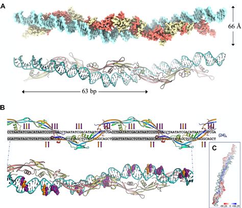 Figure 6 From Flexible Structural Arrangement And Dna Binding