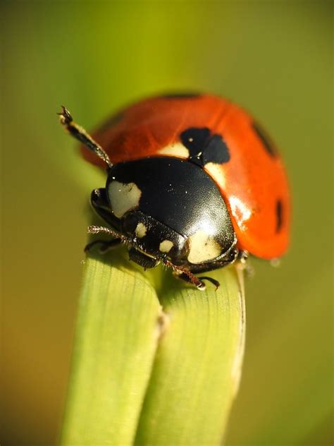 Flickriver Searching For Most Interesting Matching Ladybug