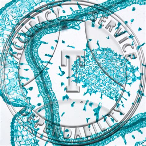 Polytrichum Young Capsule Cs Prepared Microscope Slide