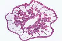Metridium Longitudinal Section