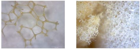S 7 And 8 Microscopic Images From Loose Urethane Foam