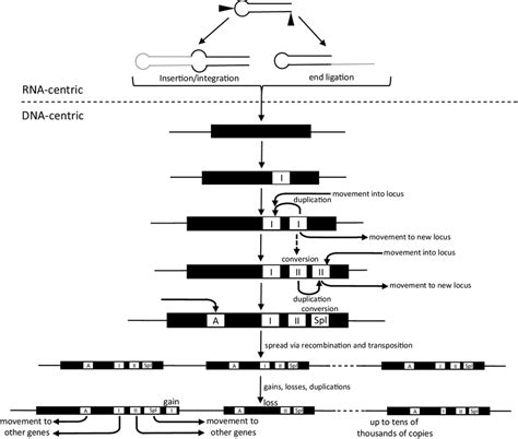 Proposed Model Of The Evolution Of Introns With Rrnas Very Early In