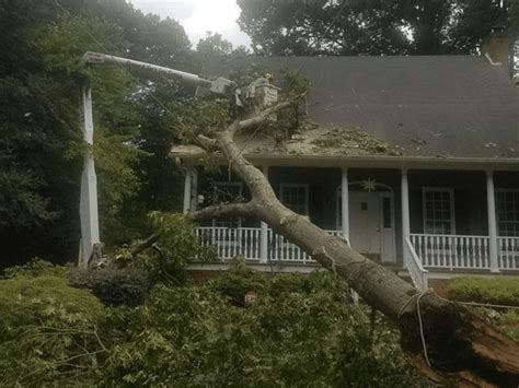 Professional Tree Pruning Shannon Son S Tree Service