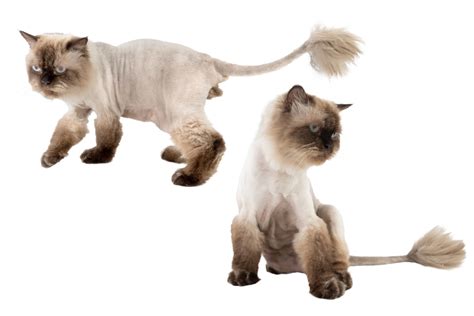 7 Cat Haircut Styles For Inspiration With Pictures Catster