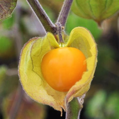 Hawaiian Giant Poha Berry Seeds Physalis Peruviana Goldenberry Peruvian Ground Cherry Cape