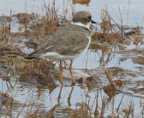 Little Ringed Plover Birdforum
