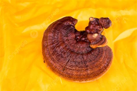 Wild Ganoderma Lucidum