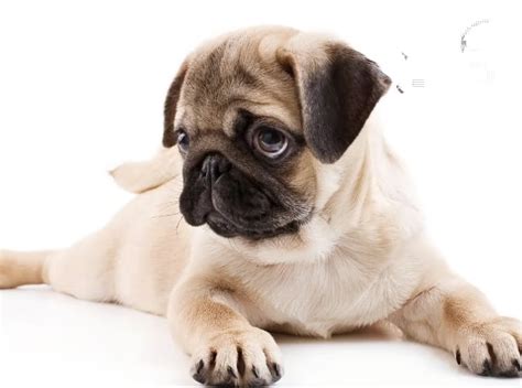 ძაღლების სასტუმრო Tbilisi