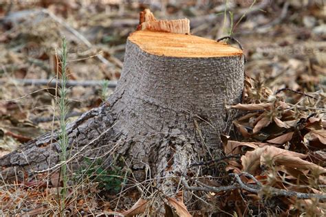 Une Vieille Souche Est Une Petite Partie D Un Tronc D Arbre Abattu Photo De Stock Chez