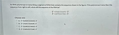 Solved An Rna Polymerase Is Transcribing A Segment Of Dna That Contains The Sequence Shown In