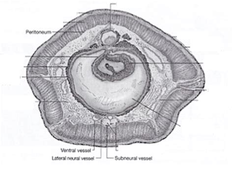 Earthworm Cross Section Diagram Quizlet