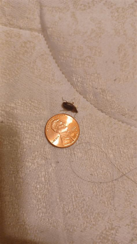 Can Someone Help Me Id This Bug It Doesnt Really Look Like A Roach But I Could Be Wrong R