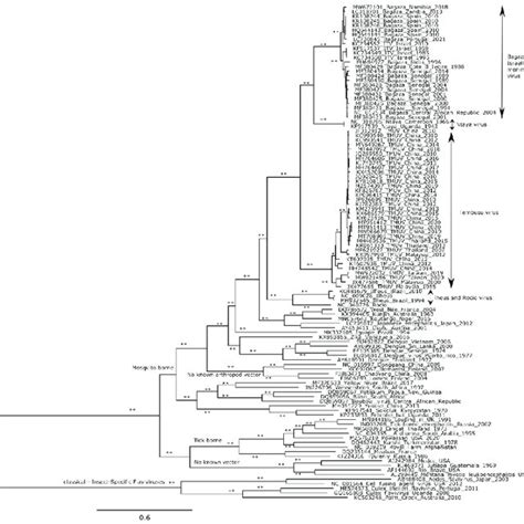 ml tree based on the nucleotide sequences from no known vector