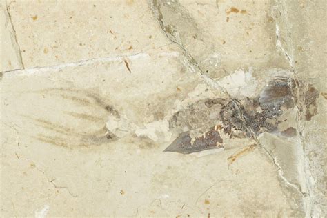 48 Cretaceous Fossil Squid With Tentacles And Ink Sac Posneg 48 Cretaceous Fossil Squid With Tentacles And Ink Sac Posneg