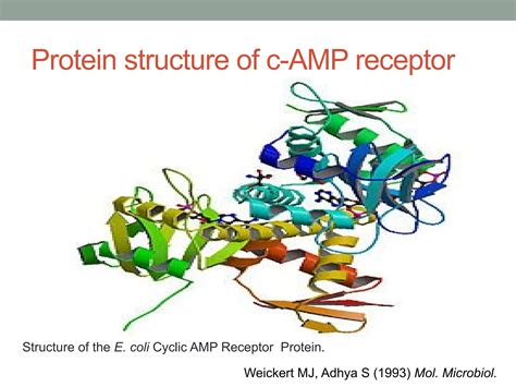 Molecullar Biologycamppresentationpptx