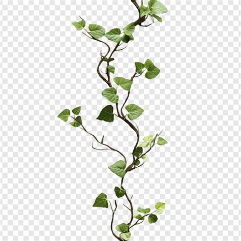 Vine Clip Art Images Free Download On Freepik