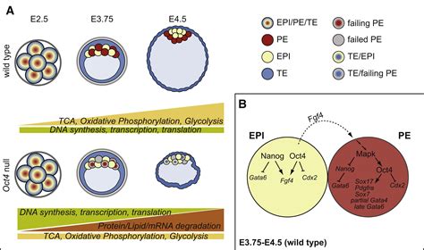 Oct4 Cell Autonomously Promotes Primitive Endoderm Development In The