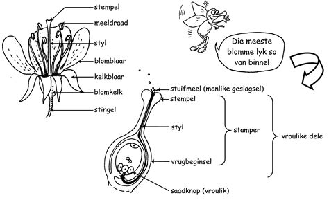 Bestuiwing En Bevrugting By Openstax Jobilize
