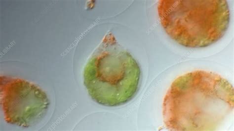Green And Red Haematococcus Algae Stock Video Clip K0069465