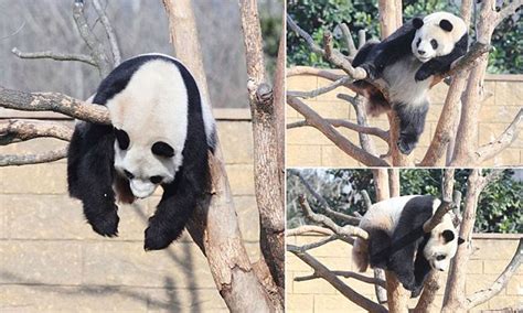 Unconventional Rest Pandas Spontaneous Slumber Habits Revealed