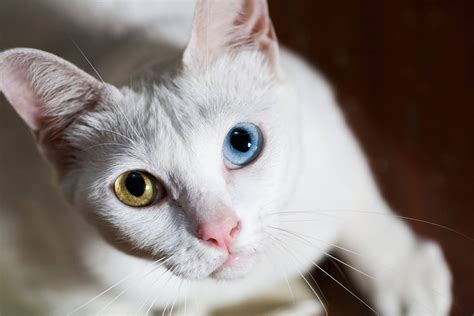 Entenda A Heterocromia Em Gatos Blog Dr Pet
