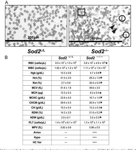 Erythroid Precursor Cells Semantic Scholar