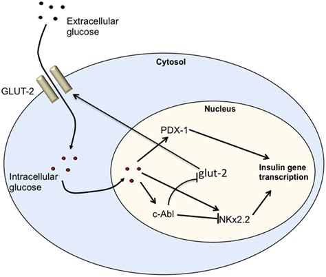 Diagram Of C Abl Regulating Insulin Gene Expression B Cells Receiving
